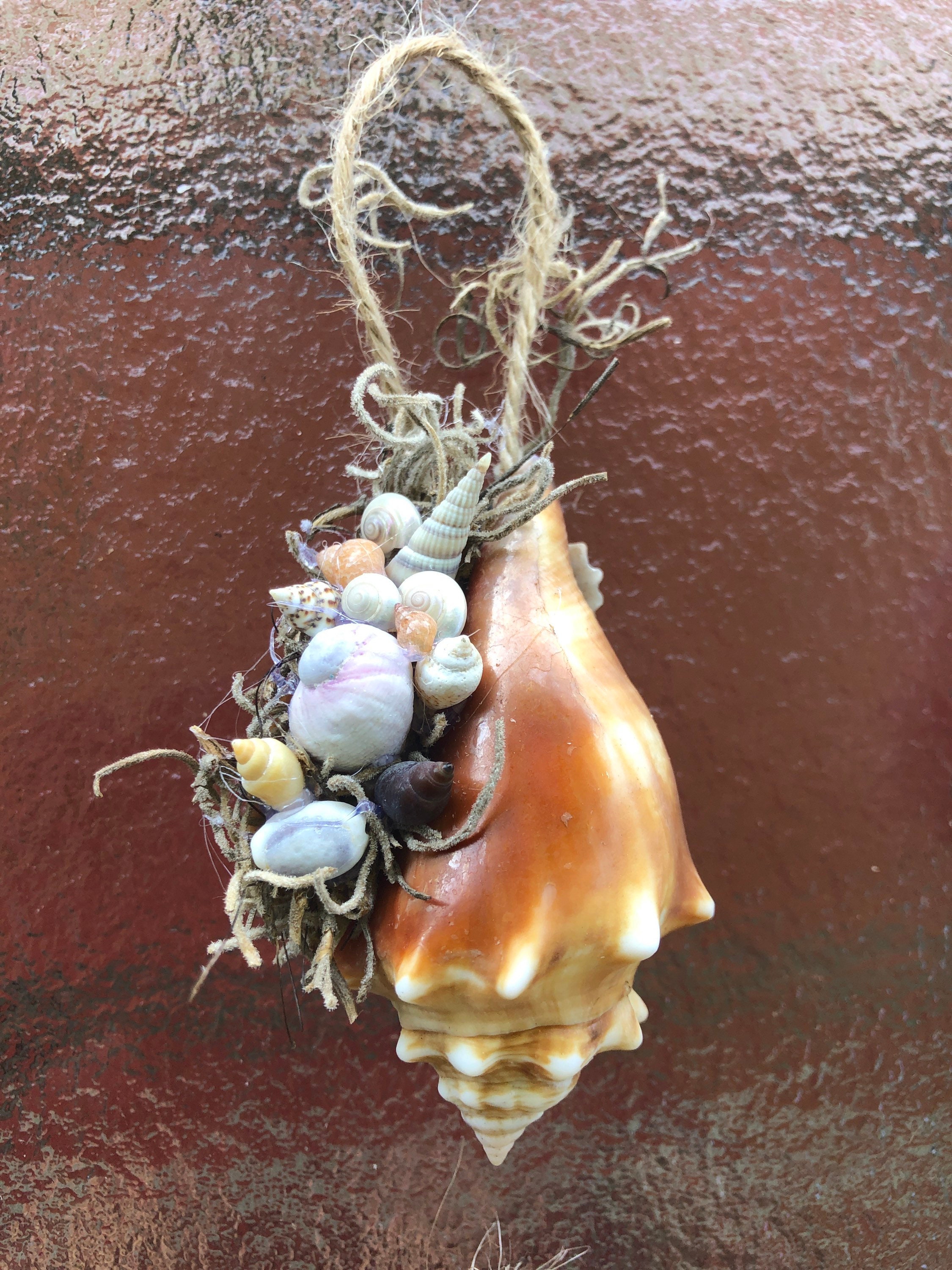 Filled Sanibel Fighting Conch Shell Ornament - Etsy