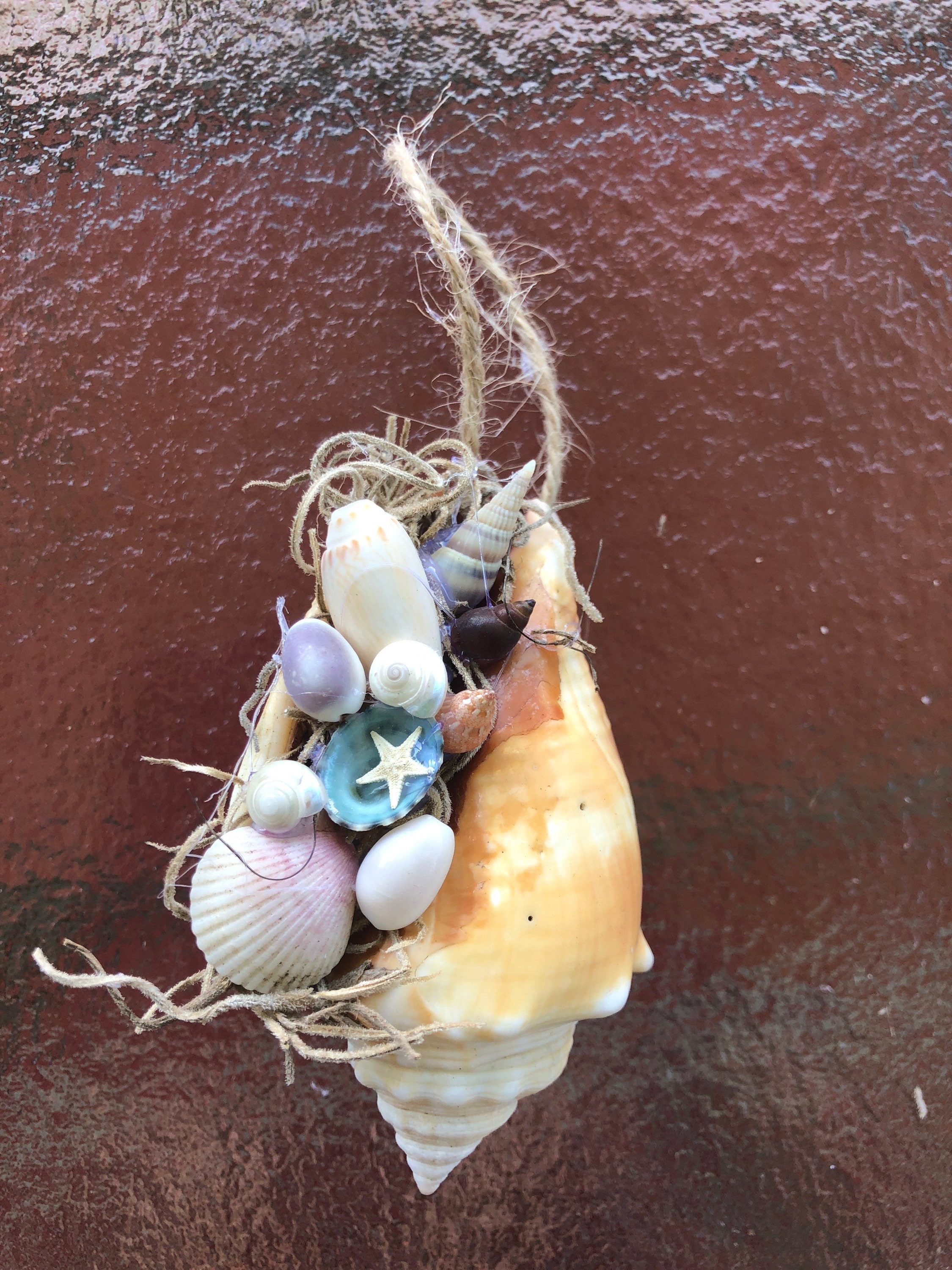 Filled Sanibel Fighting Conch Shell Ornament - Etsy