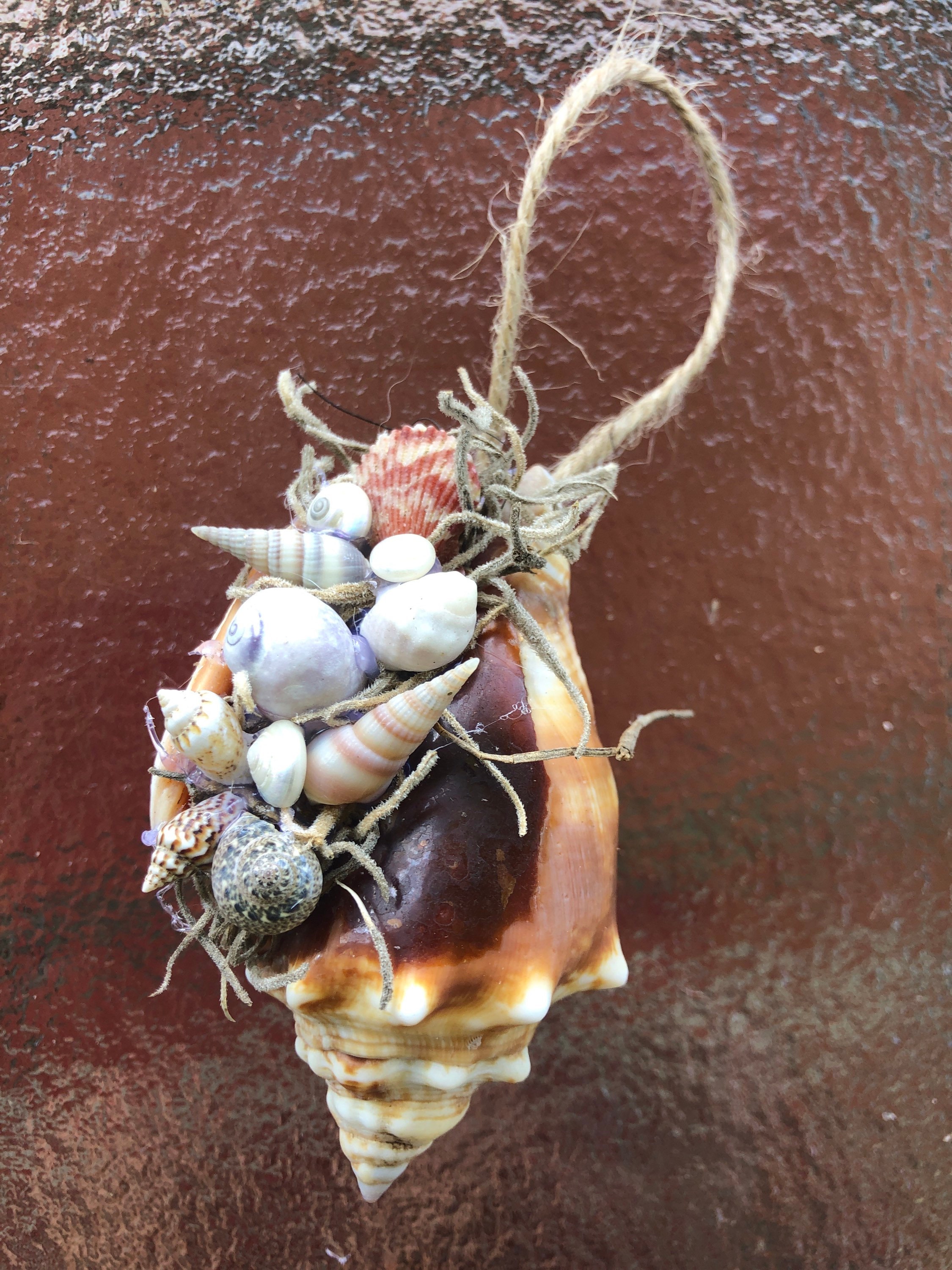 Filled Sanibel Fighting Conch Shell Ornament - Etsy