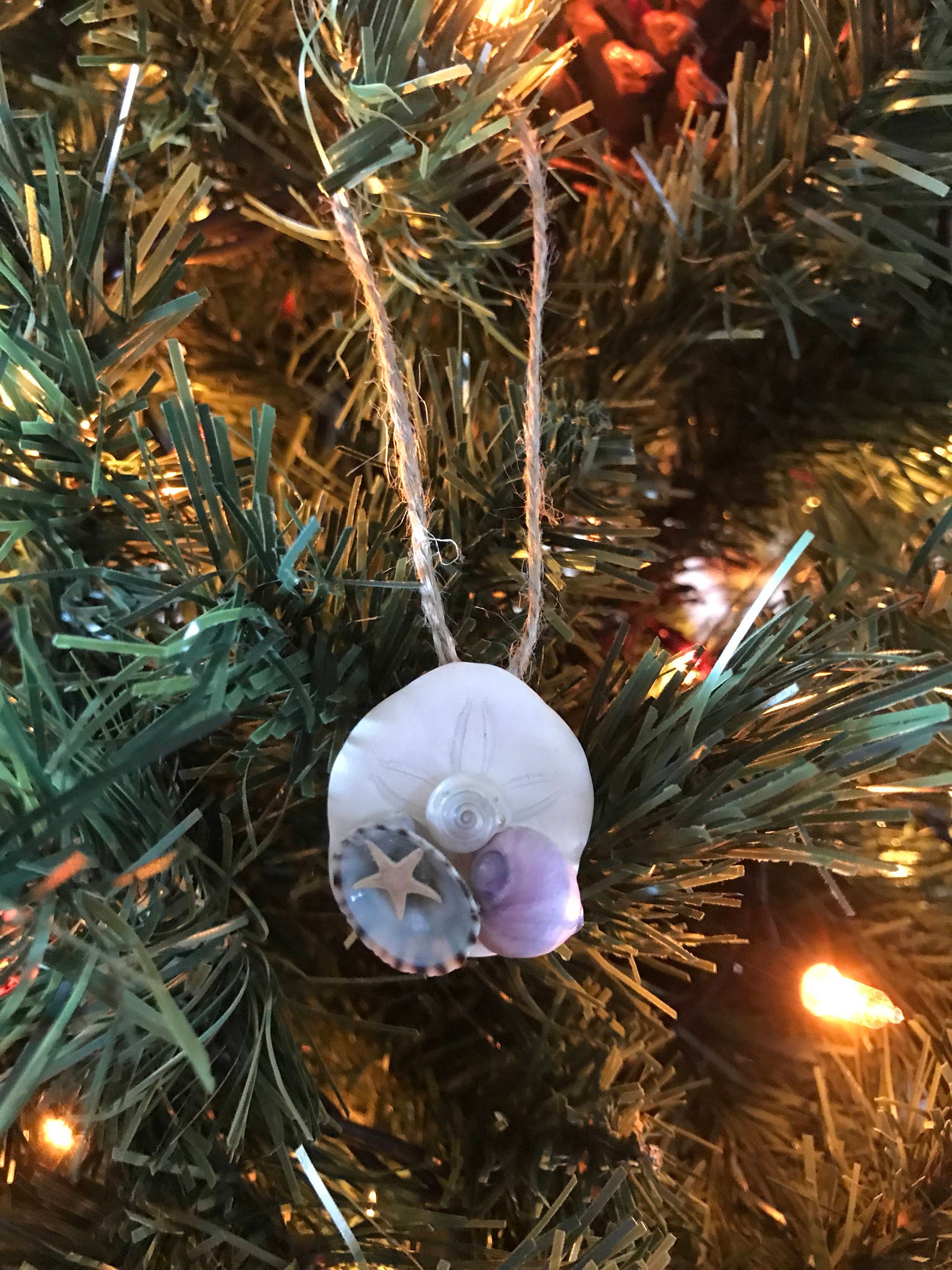 Mini Sea Biscuit With Shells - Etsy UK