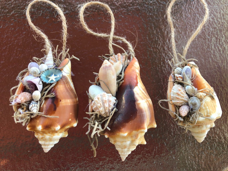 Filled Sanibel Fighting Conch Shell Ornament - Etsy
