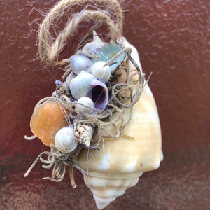 Filled Sanibel Fighting Conch Shell Ornament - Etsy