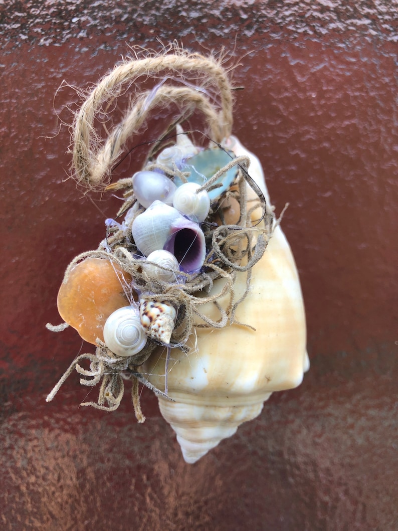 Filled Sanibel Fighting Conch Shell Ornament - Etsy