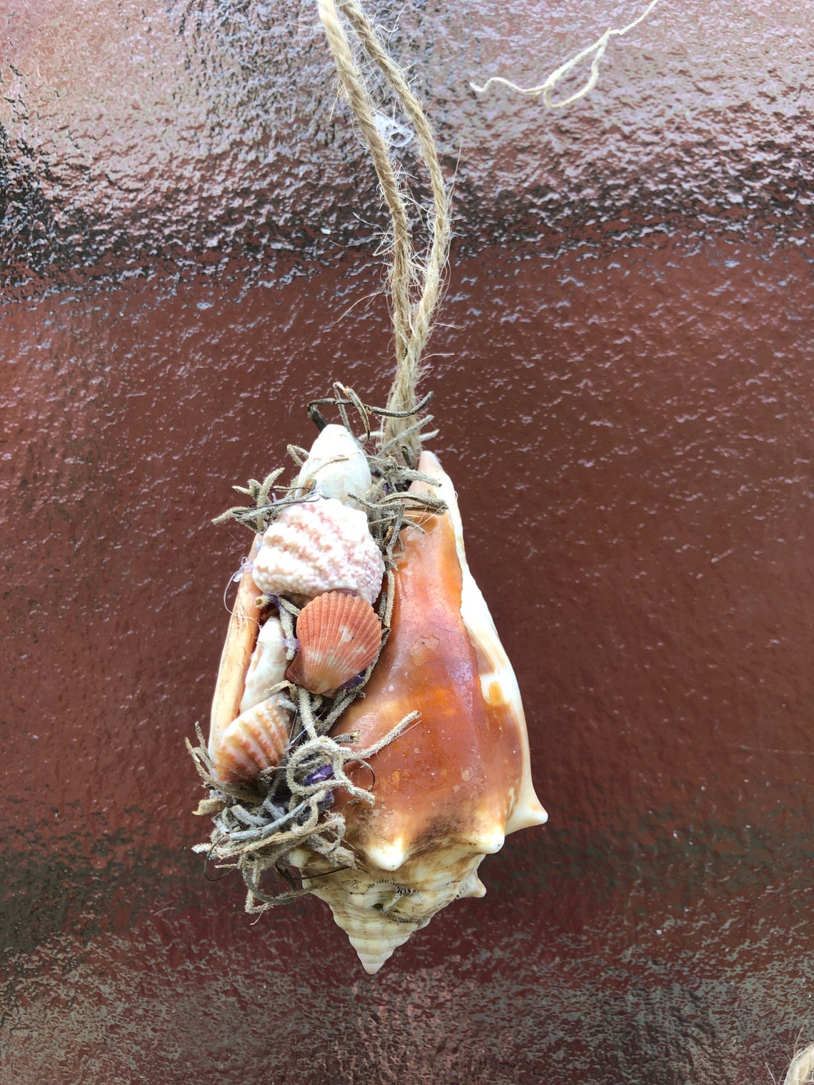 Filled Sanibel Fighting Conch Shell Ornament - Etsy
