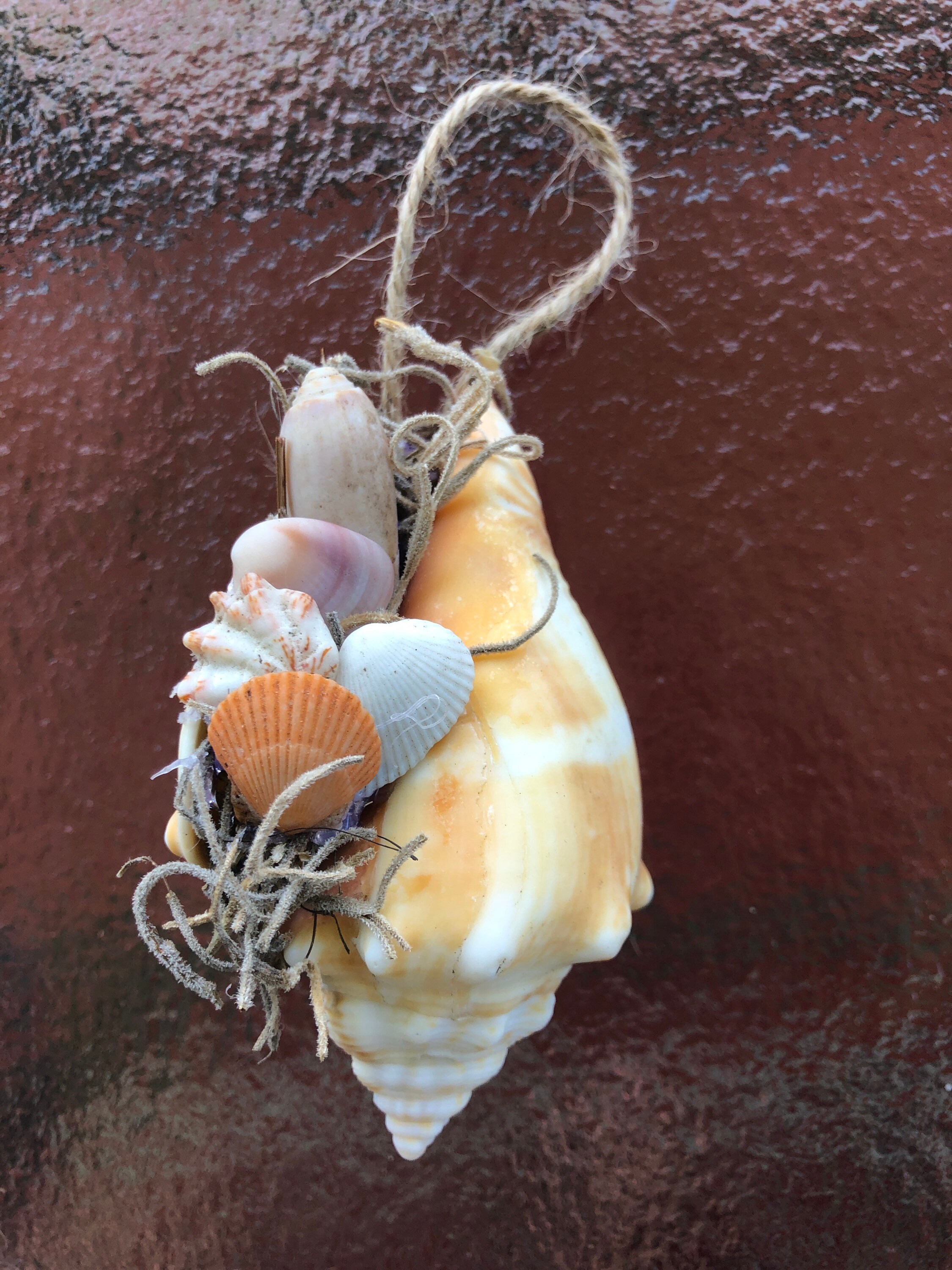 Filled Sanibel Fighting Conch Shell Ornament - Etsy