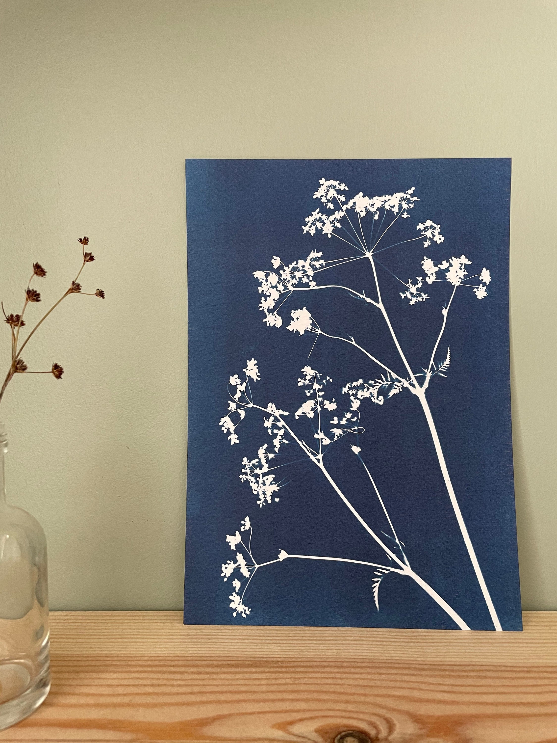 Botanical Print, Cow Parsley Print, Cyanotype Print, A4 Print, A5 Print ...