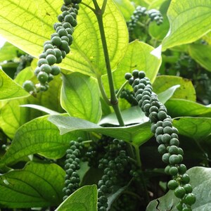 Tellicherry Pepper, 16oz Tube, Whole, Black, India, Sold to Top ...