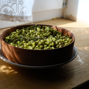 Clay Sprouter, Spouting Seed Sprouter, Microgreen Sprouter, Sprouting ...