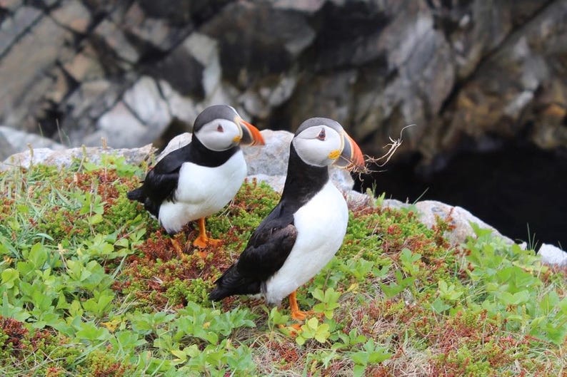 Puffins, Wooden Toy, Eco-friendly Toy, Animal Figurine - Etsy Canada