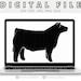 Show Steer Svg Png Dxf Eps Jpg, Instant Digital File Download, Clipart ...