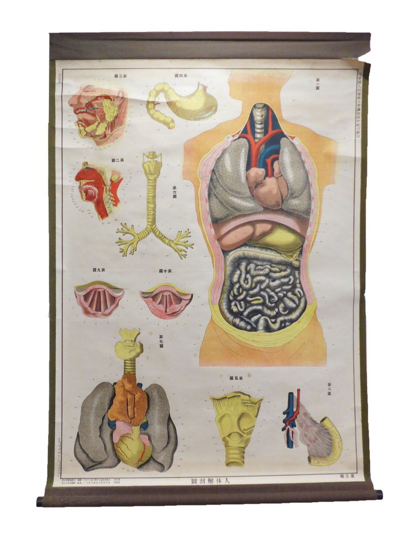 VINTAGE Human Anatomy Antique Wall Chart Medical Poster - Etsy