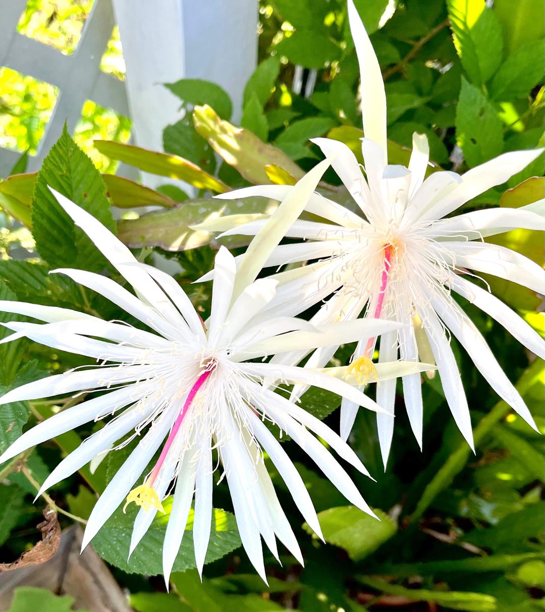 Cerrus Blooming Cactus Cutting 3 to 5 Inches Succulent - Etsy
