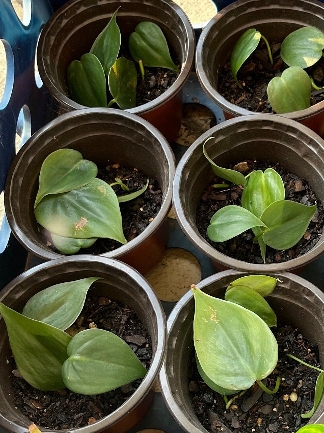 Pothos Vine Heart Leaf Rooted Cutting - Etsy