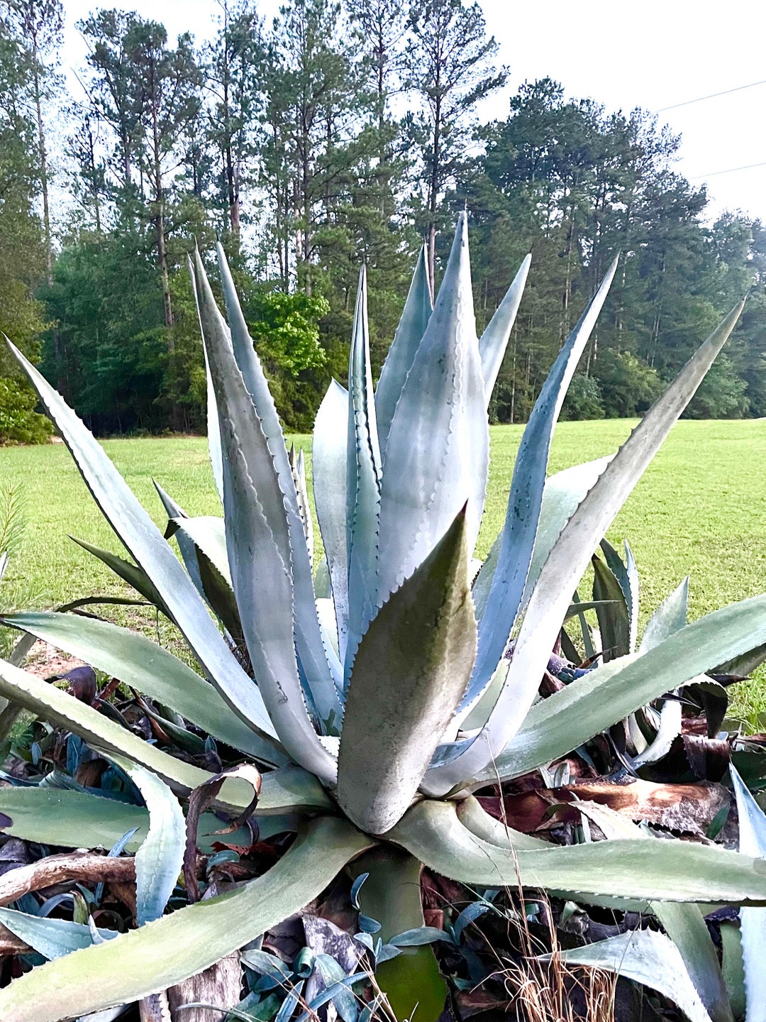 4 to 8 Inch Blue Agave Americana Pup Century Plant Succulent Cactus USA ...