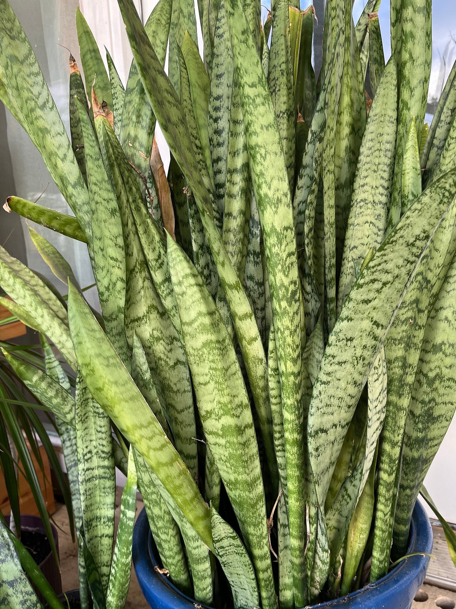 Snake Plant Multi Pack Sansevieria 2 4 or 6 Plants Silver Princess Gray ...