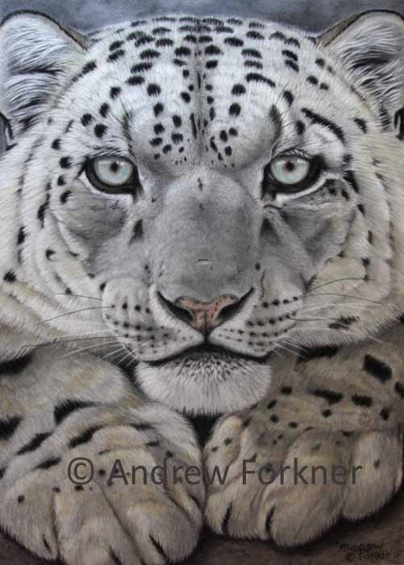 The Eyes Have It. Limited Edition Fine Art Giclee Print of a Snow ...