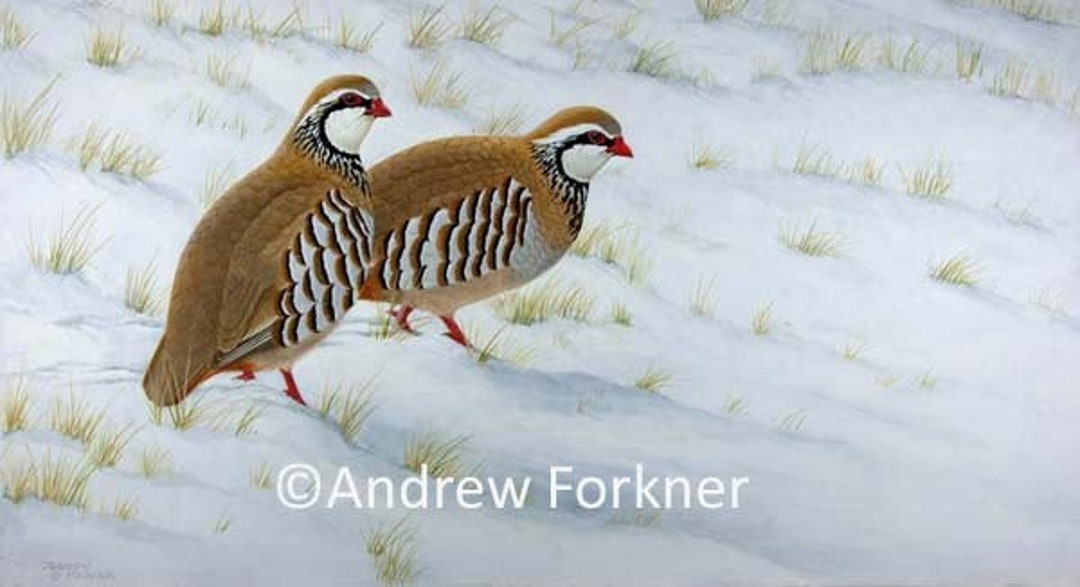 Hard Times. Limited Edition Fine Art Giclee Print of Red-legged Partridges. Individually Signed ...