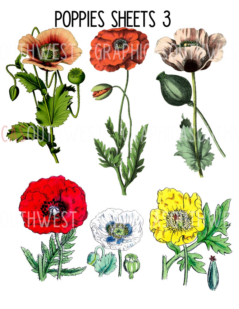 POPPIES 3 Sheets Printables Instant Download High Resolution Digital ...