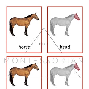 Horse Three Part Cards for Educational Matching PDF Digital File - Etsy