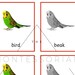 Bird Three Part Cards for Educational Matching PDF Digital File - Etsy
