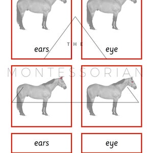 Horse Three Part Cards for Educational Matching PDF Digital File - Etsy