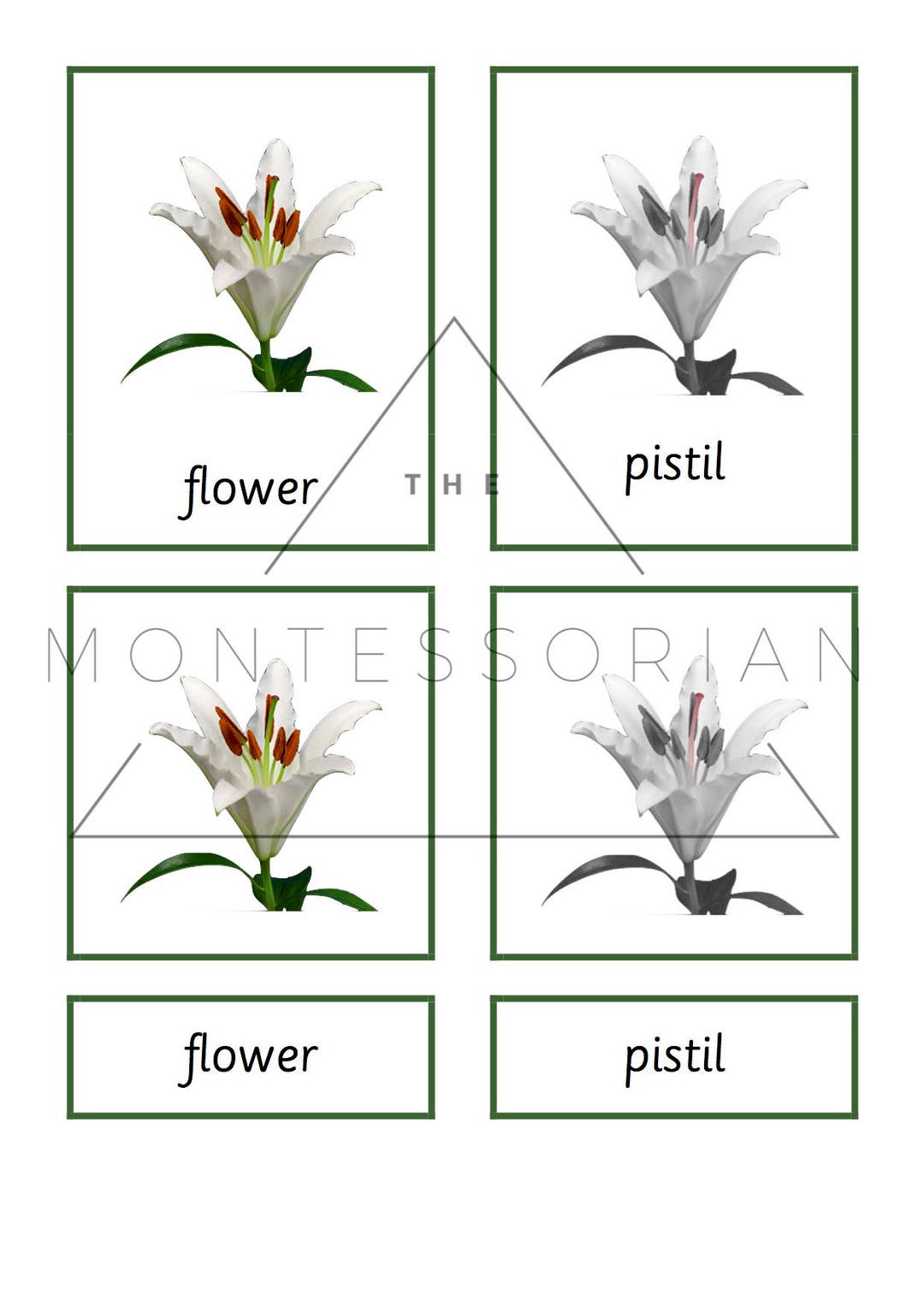 Flower Three Part Cards for Educational Matching PDF Digital File - Etsy