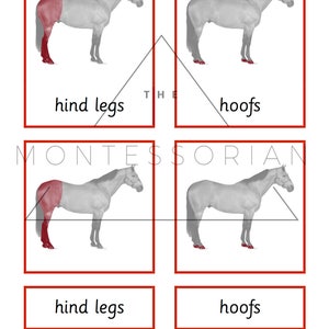 Horse Three Part Cards for Educational Matching PDF Digital File - Etsy
