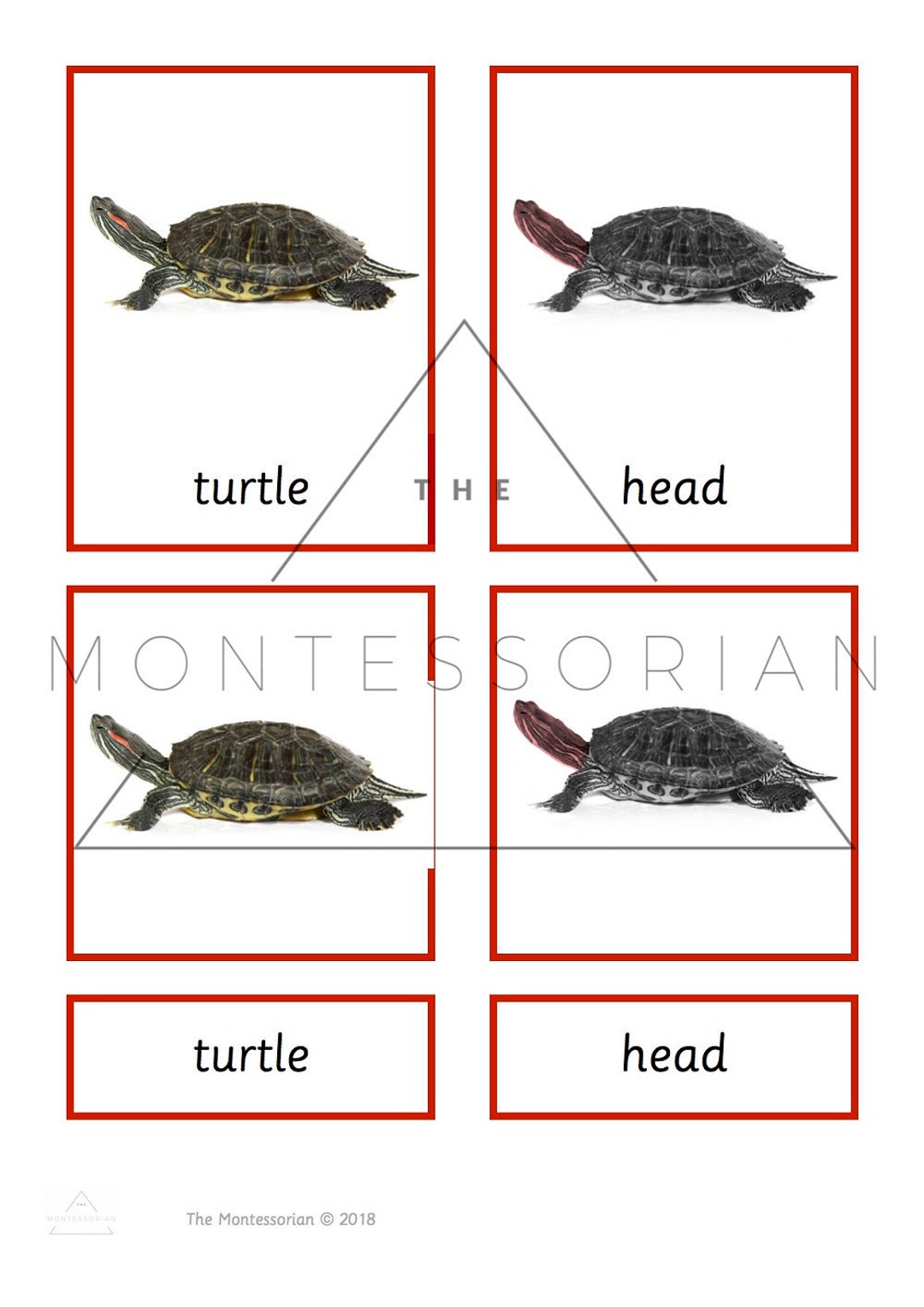 Turtle Three Part Cards for Educational Matching PDF Digital File - Etsy