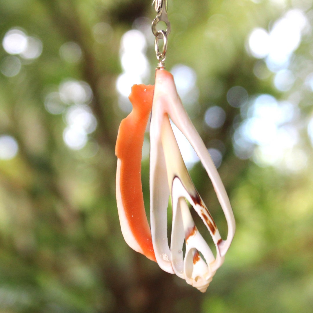 Strombus Sea Shell Slice Fan Pull Fan Chain, Fan Pull, Ceiling Fan Pull ...