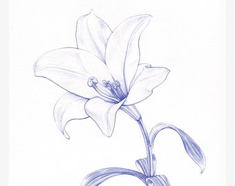 Sunflower Biro Pen Drawing / INSTANT DOWNLOAD / Flower / Flora ...