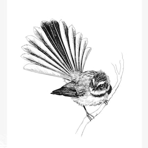 Fantail Illustration INSTANT DOWNLOAD / New Zealand Native Bird - Etsy
