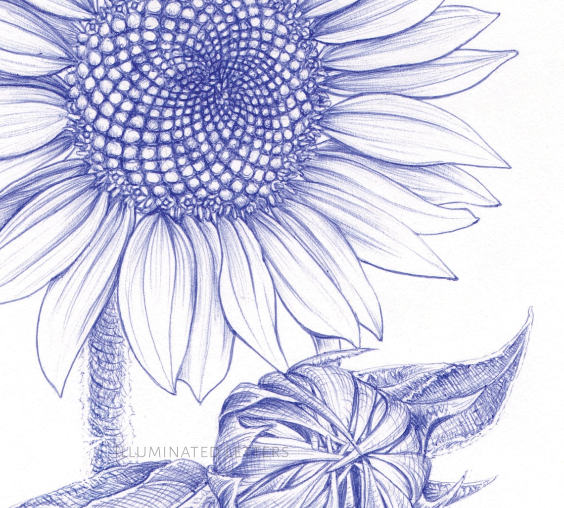 Sunflower Biro Pen Drawing INSTANT DOWNLOAD - Etsy