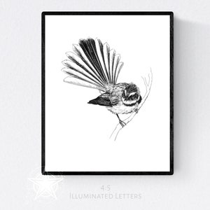 Fantail Illustration INSTANT DOWNLOAD / New Zealand Native Bird - Etsy