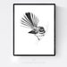 Fantail Illustration INSTANT DOWNLOAD / New Zealand Native Bird - Etsy