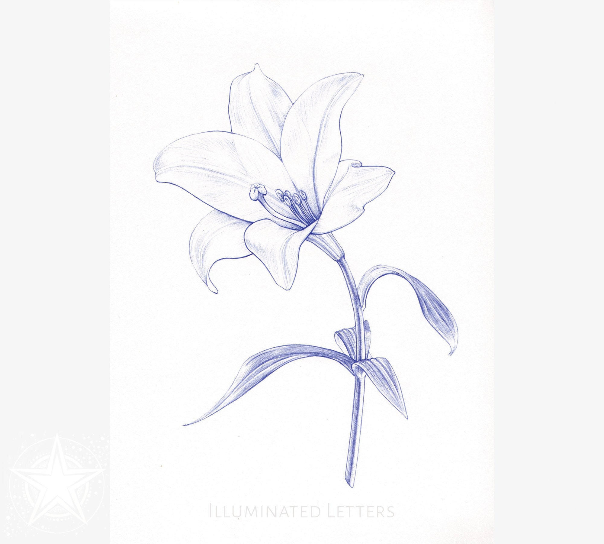 Lily Biro Pen Drawing / INSTANT DOWNLOAD / Flower / Flora / Printable ...