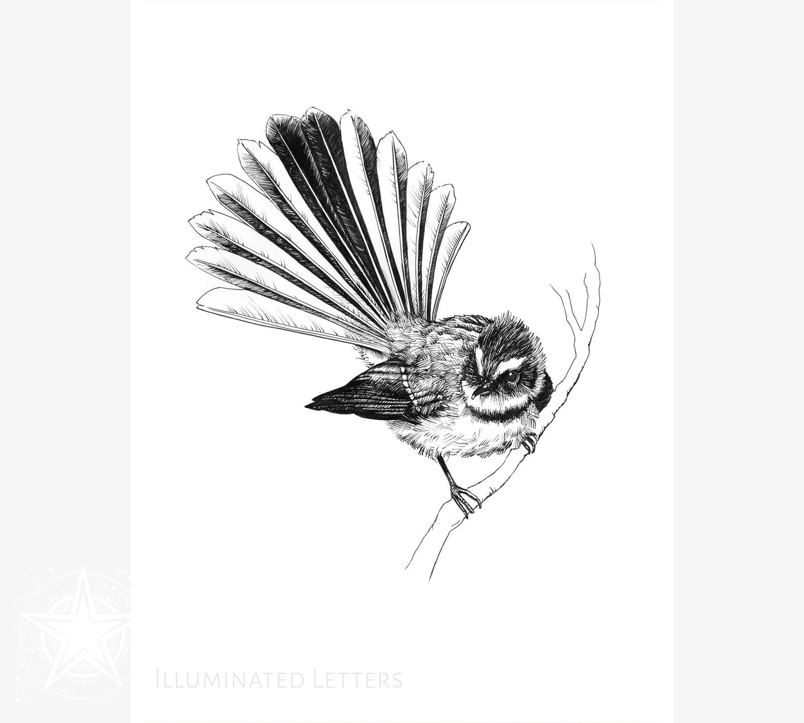 Fantail Illustration INSTANT DOWNLOAD / New Zealand Native Bird - Etsy