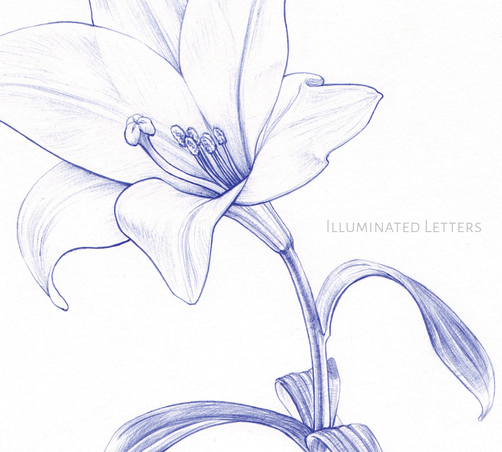 Lily Biro Pen Drawing / INSTANT DOWNLOAD / Flower / Flora / Printable ...
