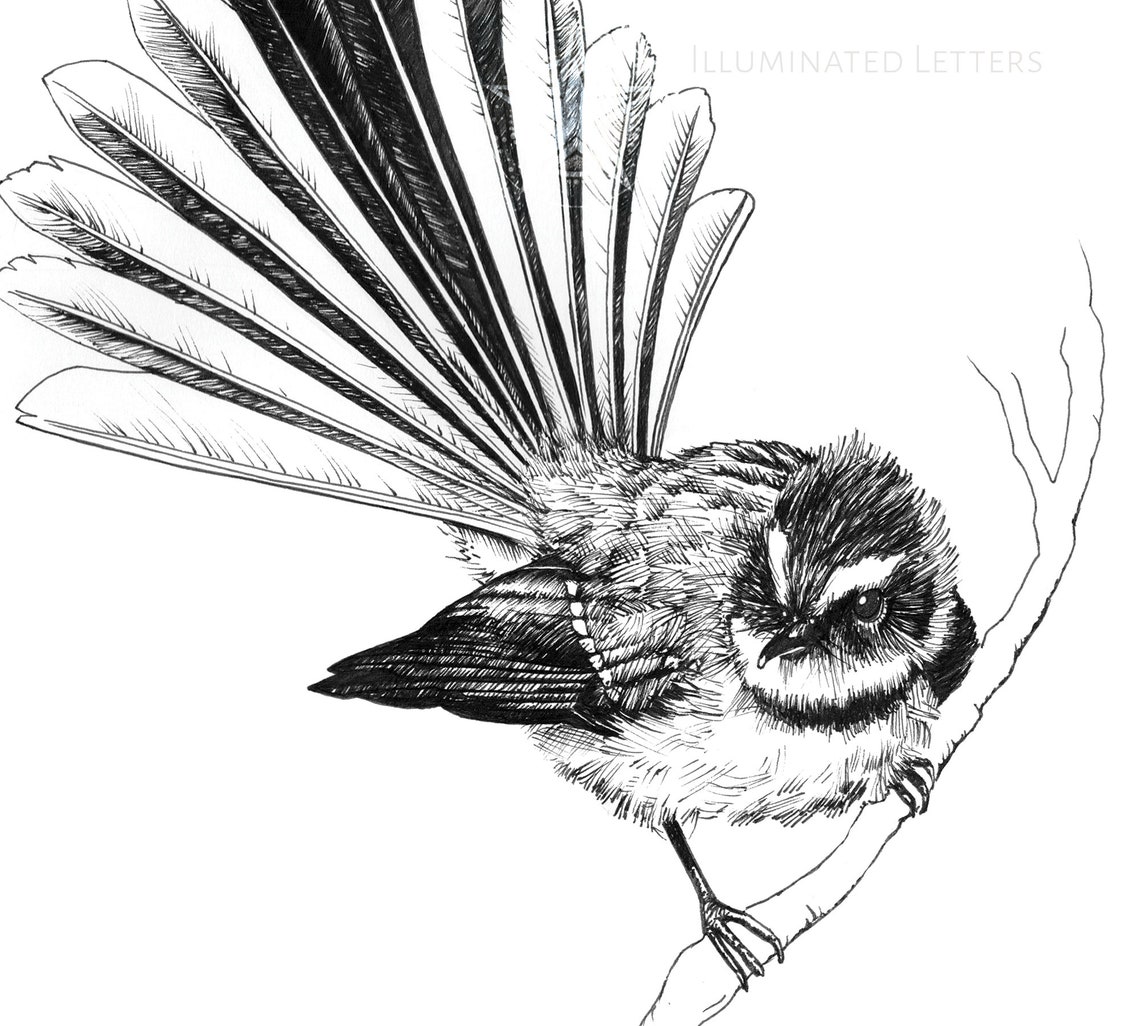 Fantail Illustration INSTANT DOWNLOAD / New Zealand Native Bird - Etsy