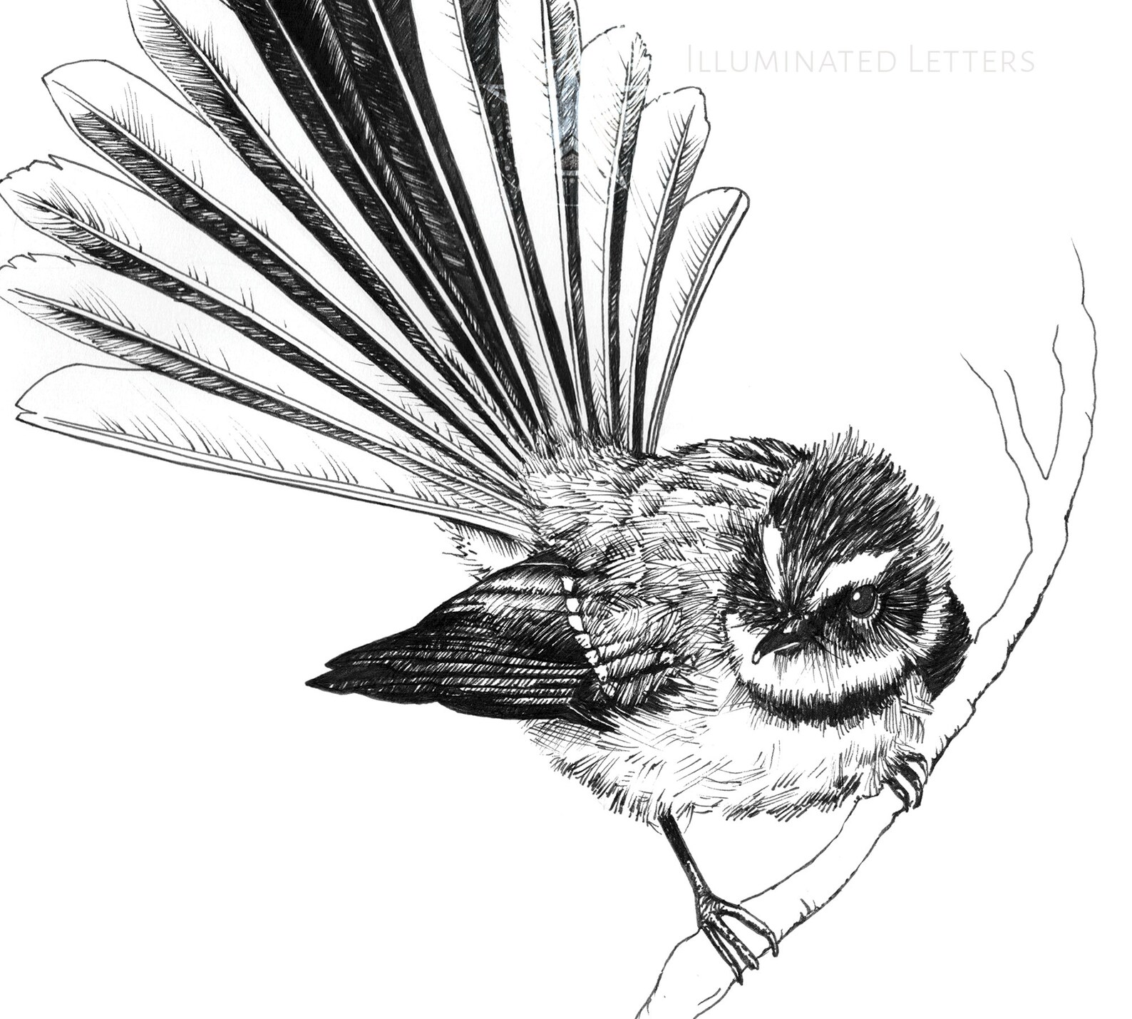 Fantail Illustration INSTANT DOWNLOAD / New Zealand Native Bird - Etsy