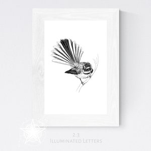 Fantail Illustration INSTANT DOWNLOAD / New Zealand Native Bird - Etsy