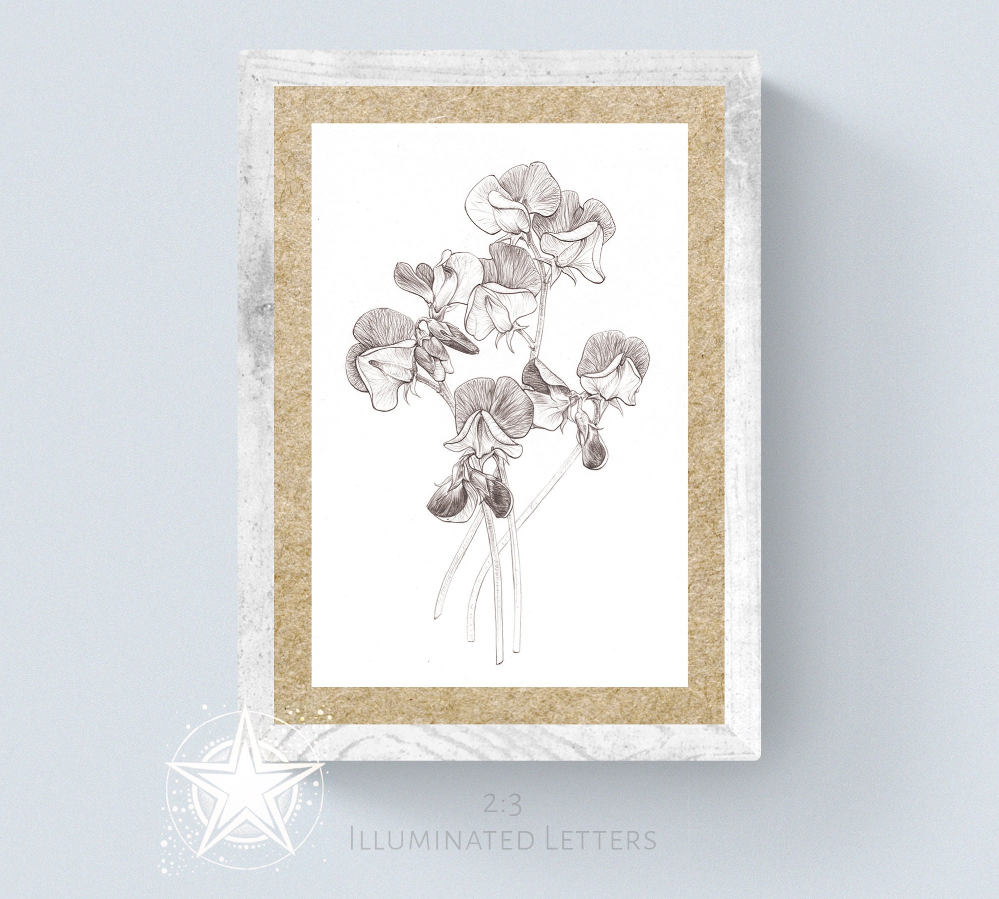 Sweet Pea Biro Pen Drawing / Black / INSTANT DOWNLOAD / Flower / Flora ...
