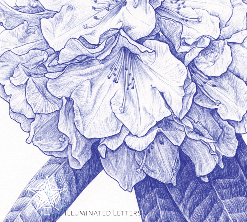 Rhododendron Biro Pen Drawing INSTANT DOWNLOAD - Etsy