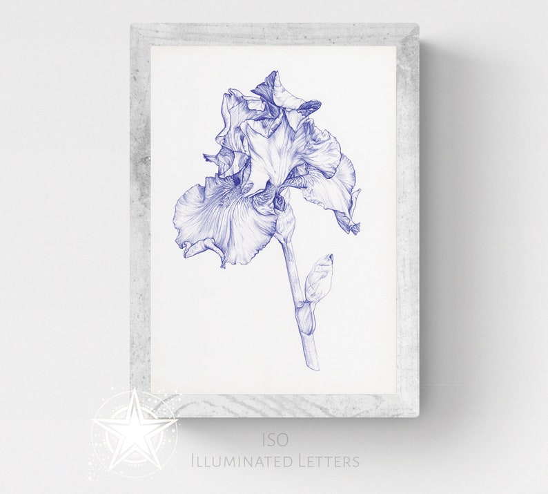 Iris Biro Pen Drawing INSTANT DOWNLOAD - Etsy