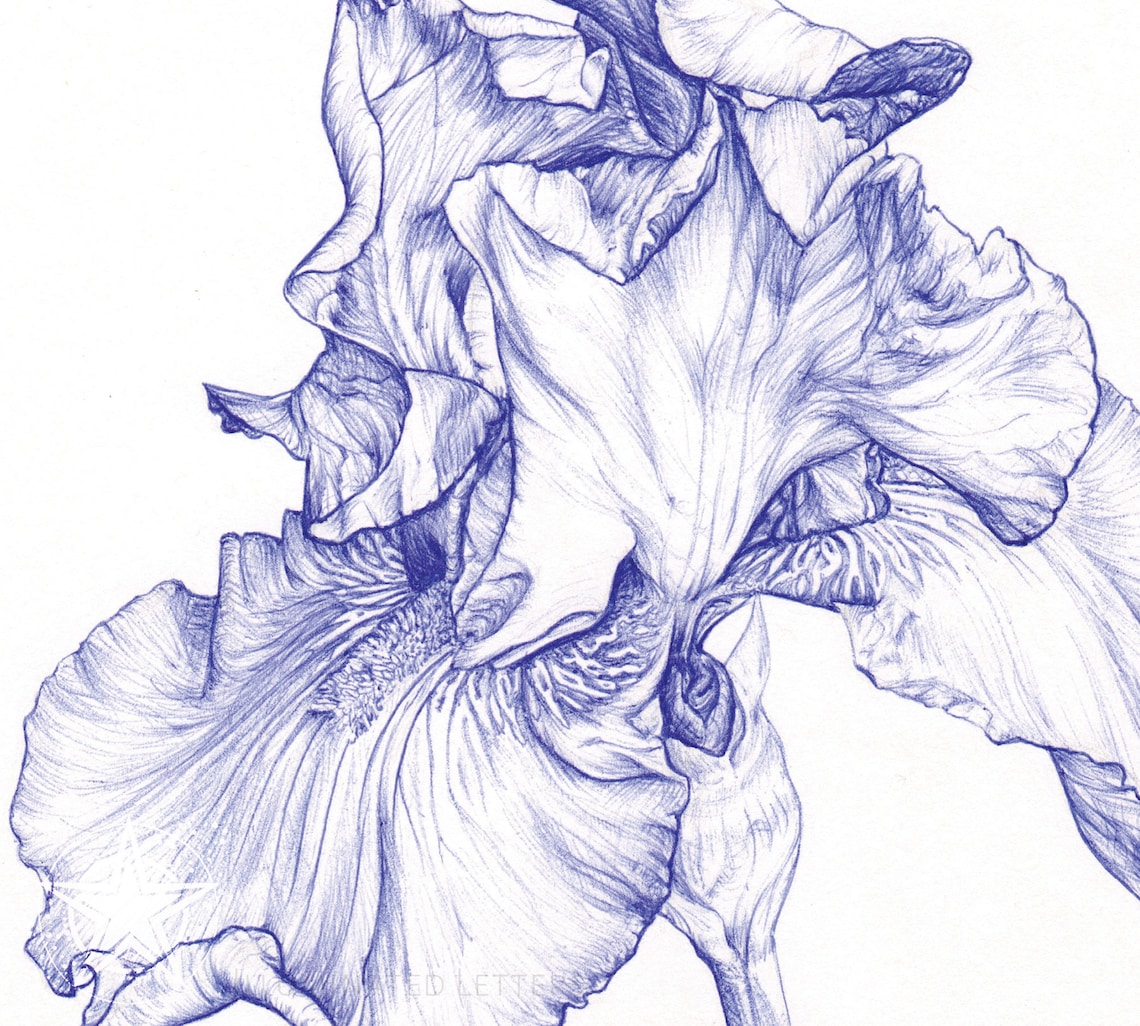 Iris Biro Pen Drawing INSTANT DOWNLOAD - Etsy
