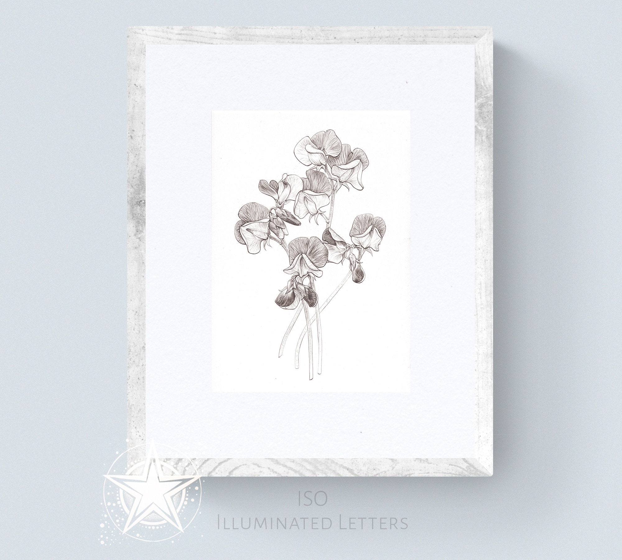 Sweet Pea Biro Pen Drawing / Black / INSTANT DOWNLOAD / Flower / Flora ...