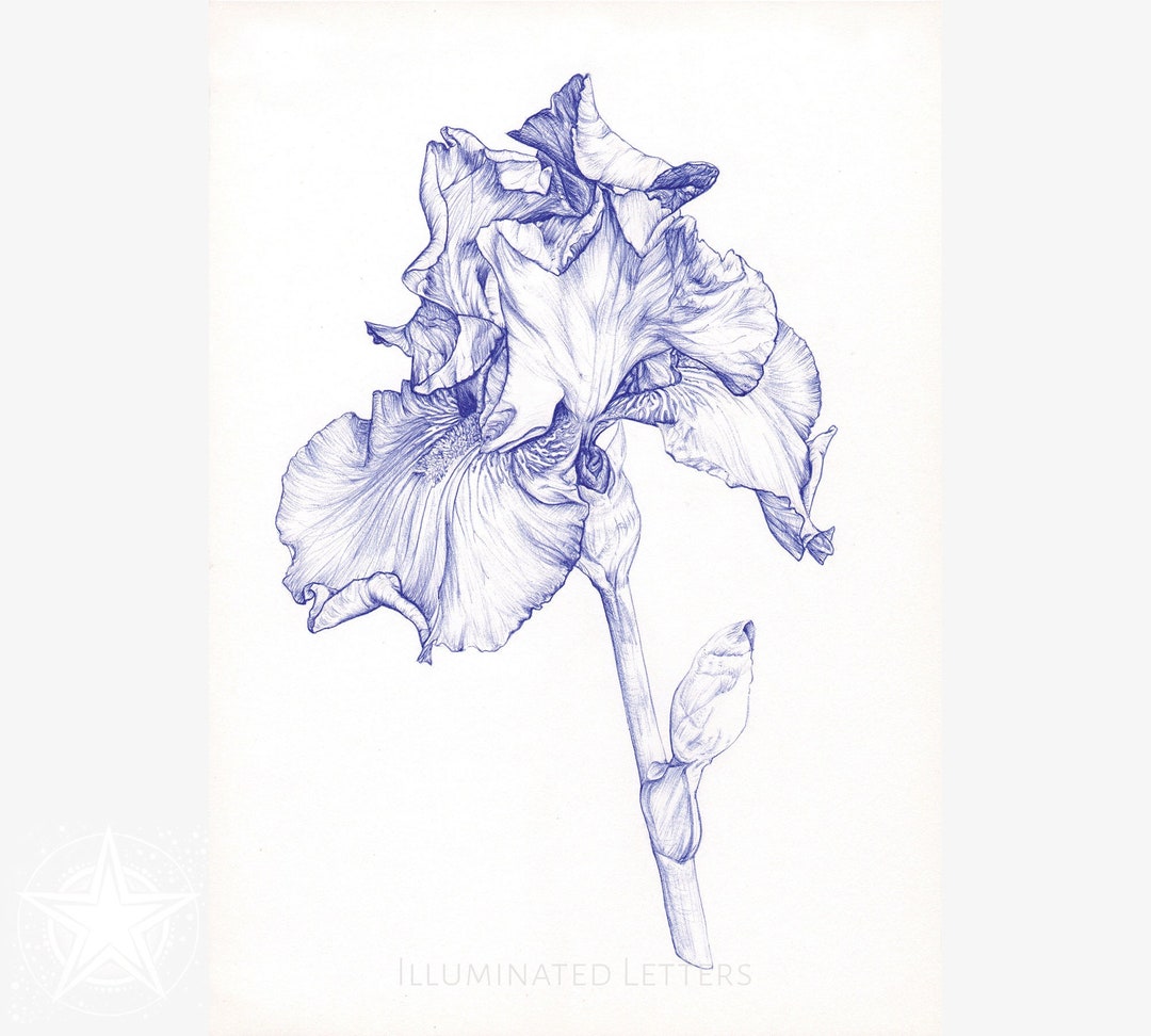 Iris Biro Pen Drawing INSTANT DOWNLOAD - Etsy