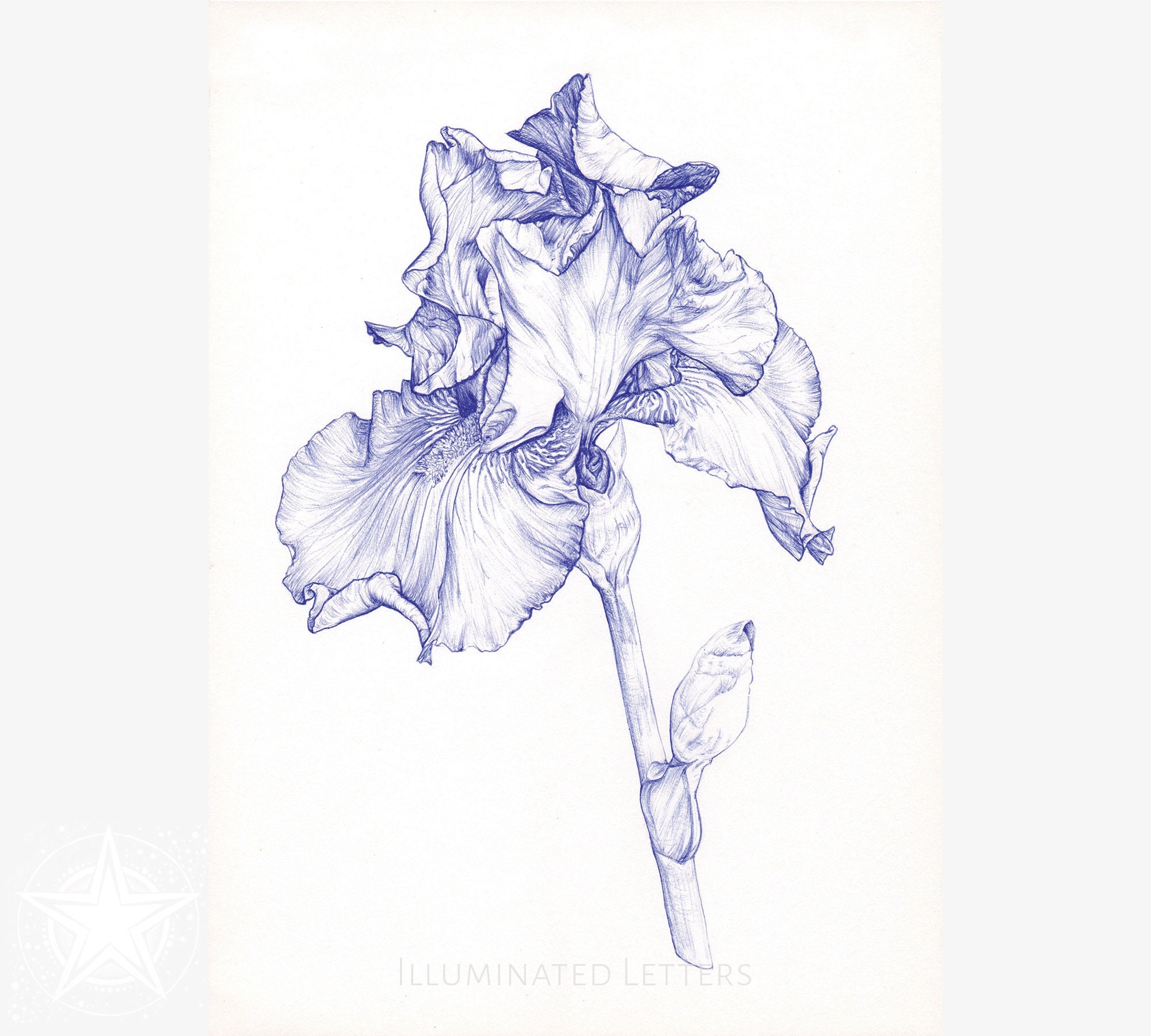 Iris Biro Pen Drawing INSTANT DOWNLOAD - Etsy