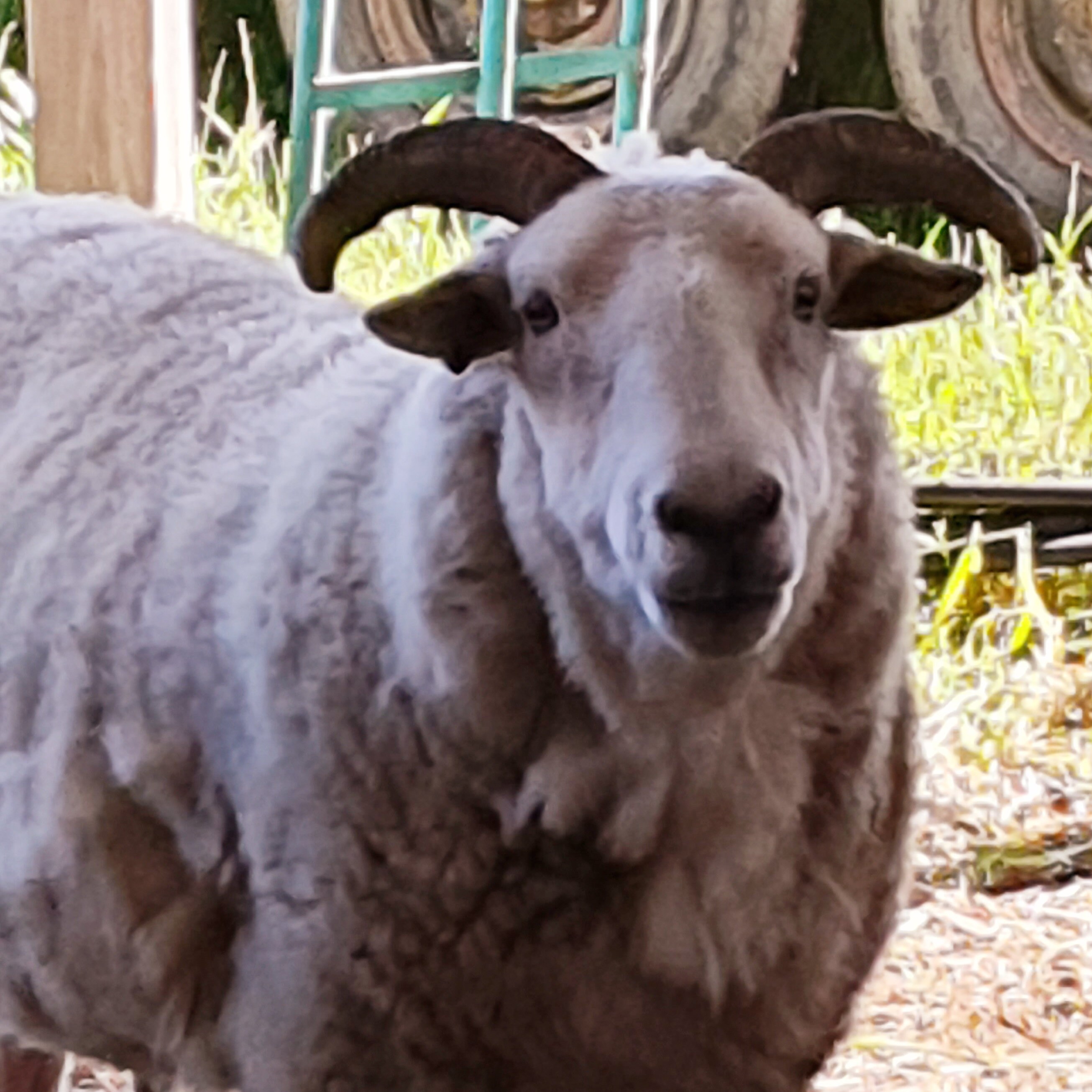 Sponsor a Sanctuary Sheep - Barry at Ethical Wool - Etsy