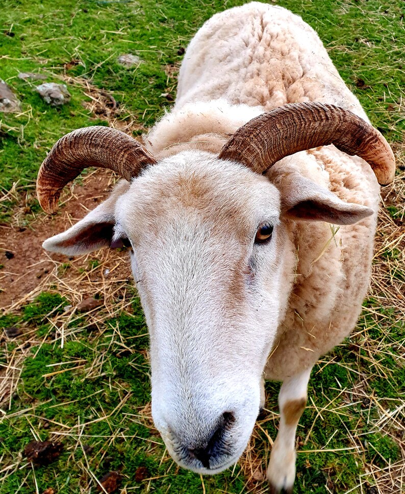 Sponsor a Sanctuary Sheep - Barry at Ethical Wool - Etsy