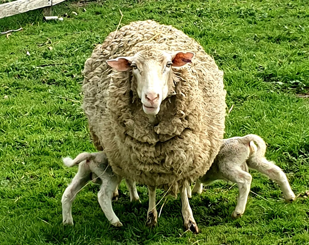 Sponsor a Sanctuary Sheep - Madge (bowie and Ziggy) at Ethical Wool - Etsy